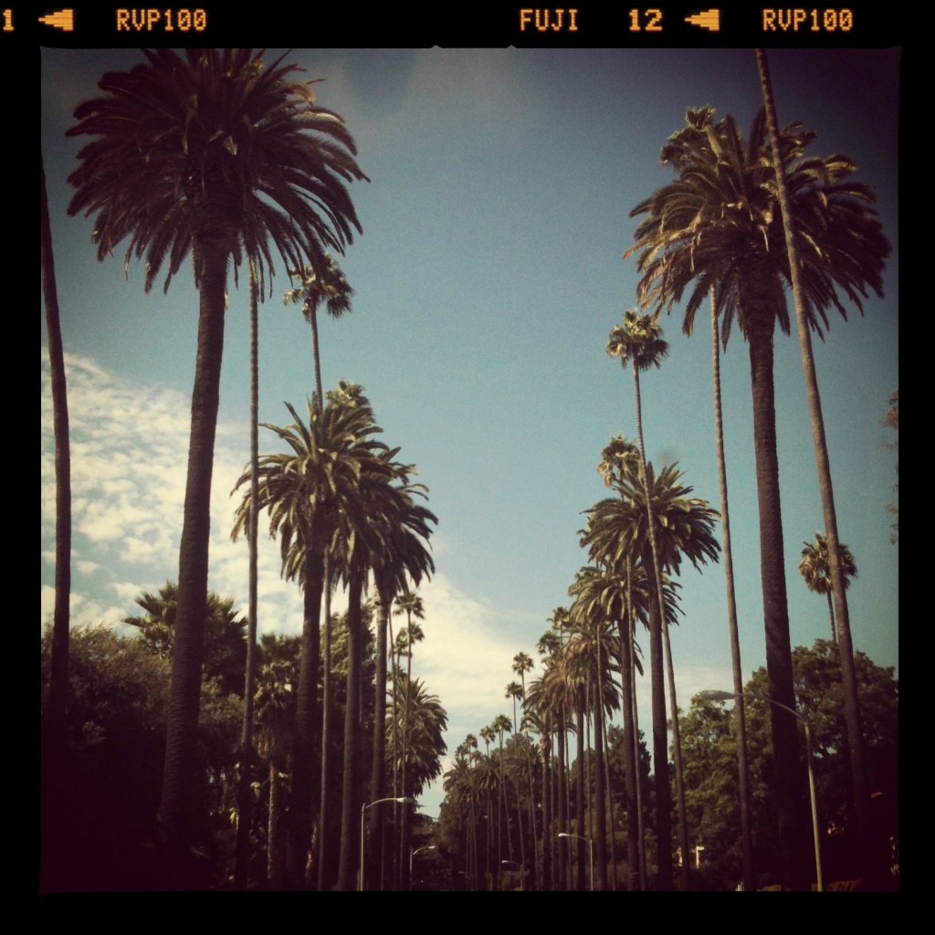 LA Palm Trees – Beyond the Brochure